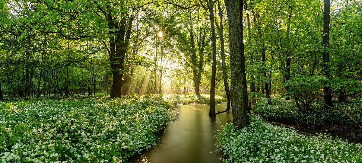 Natural Resource Consulting Services | Rimkus Natural Resource Consulting Services | Rimkus